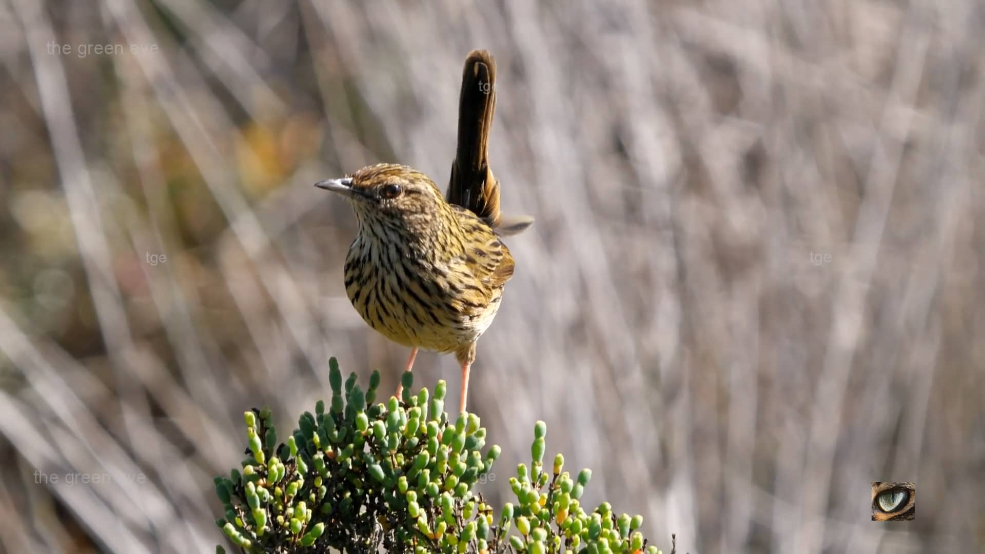 Striated Fieldwren (Calamanthus fuliginosus, Acanthizidae: Thornbills ...