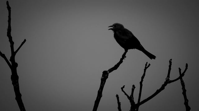 Nature Bird Fog - Free video on Pixabay