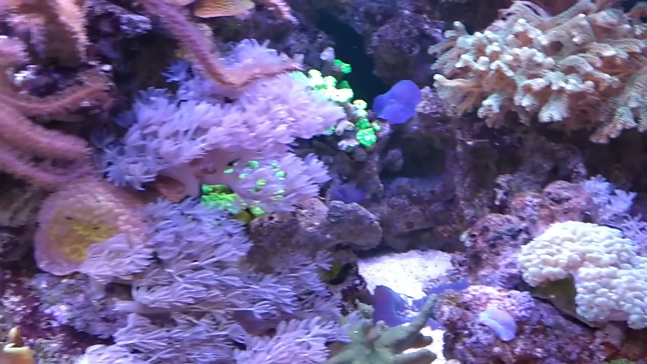 reef on Vimeo