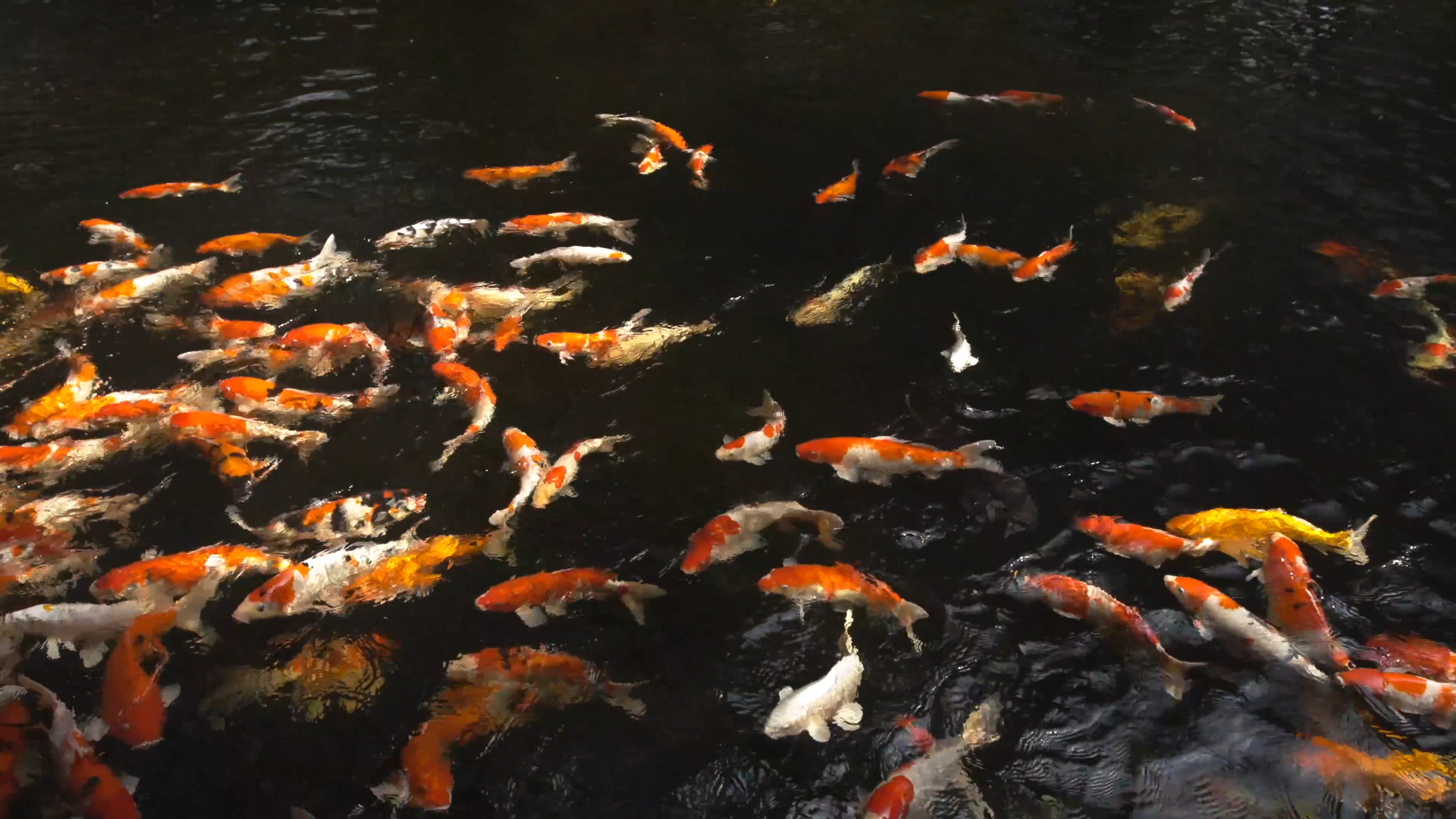 Watch 4K Koi Fish Pond with Water Sounds Online | Vimeo On Demand on Vimeo