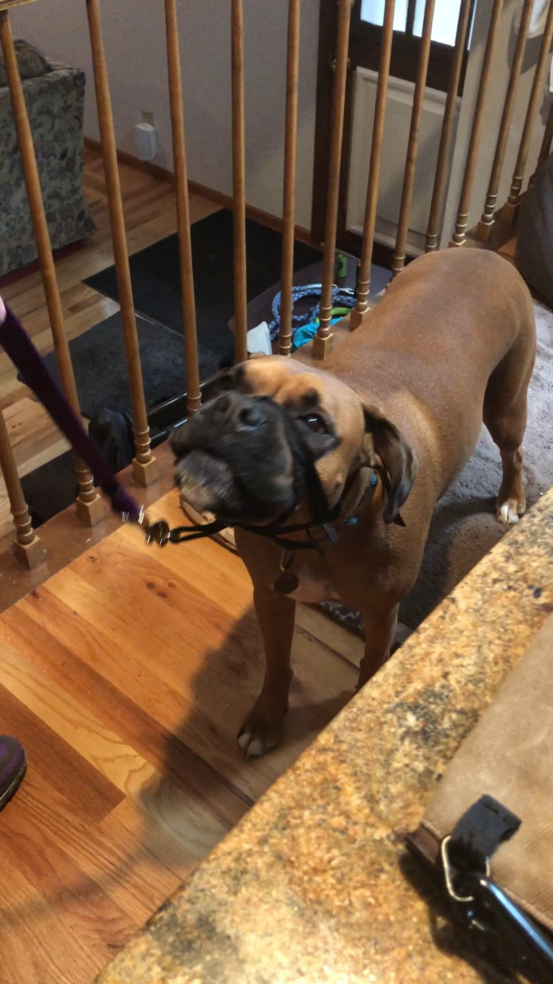 Loki and Chelsea: Snoot Loop Pressure Cue on Vimeo