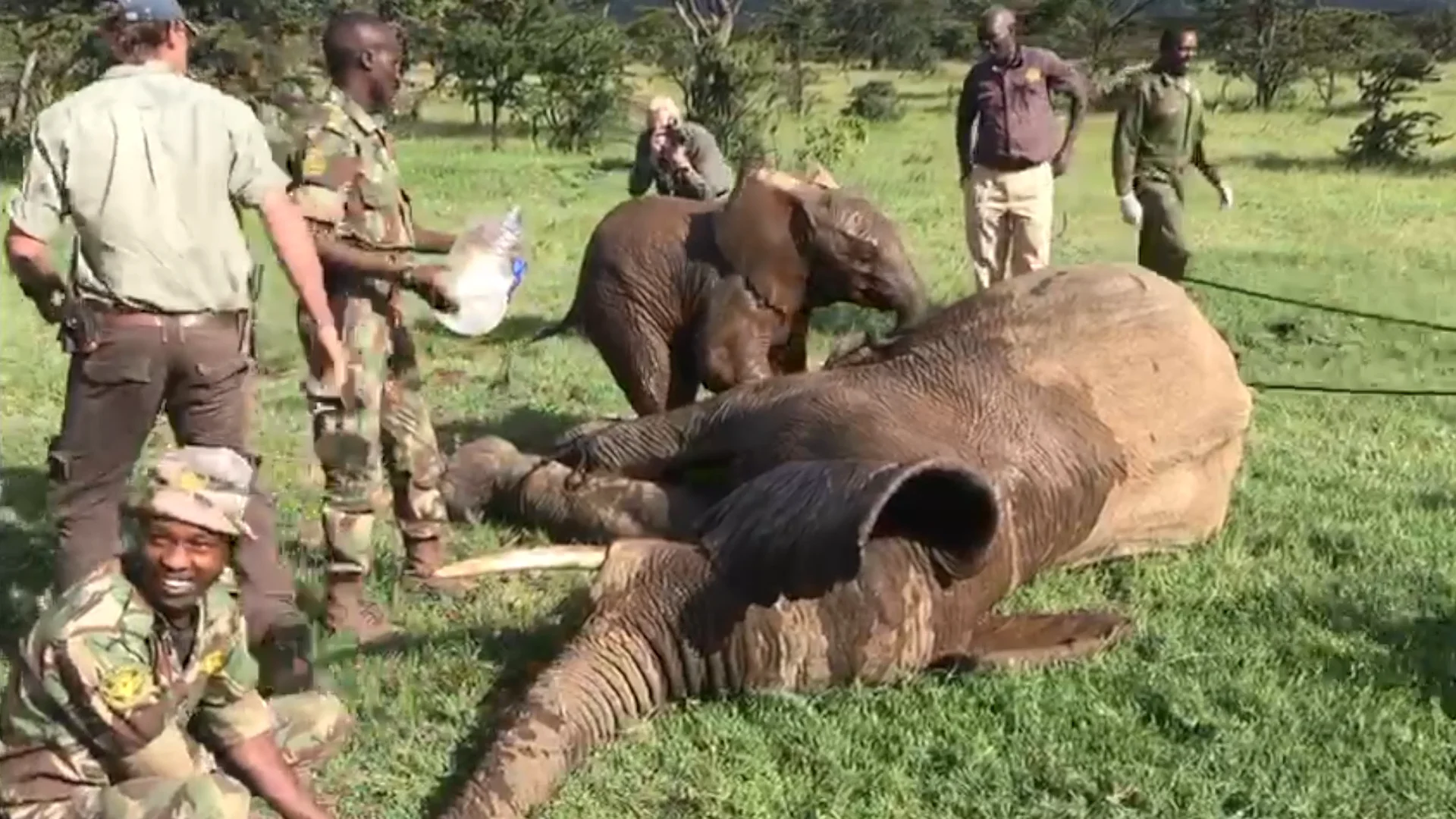 Bull Treatment w: Baby on Vimeo