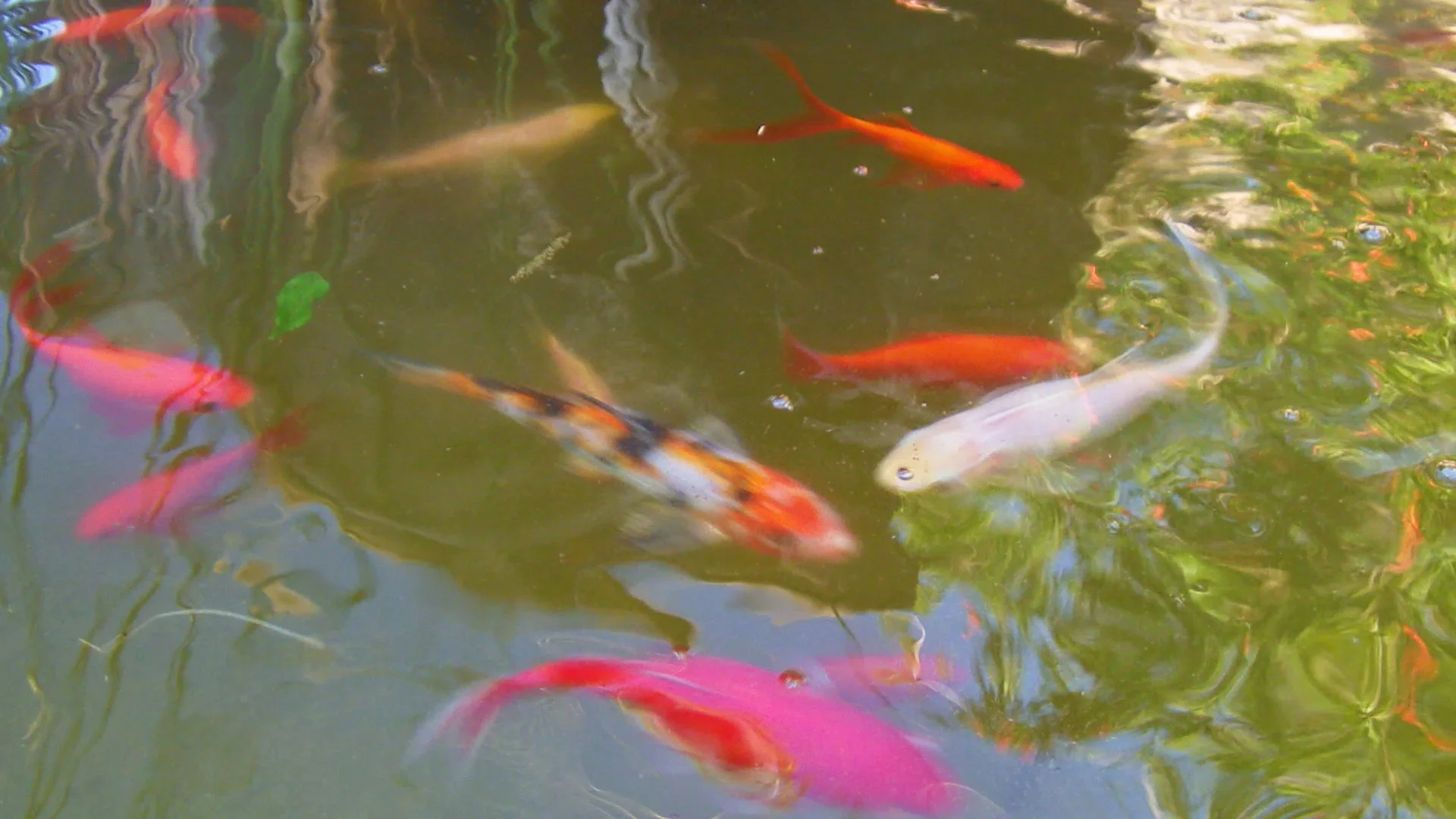 Fish on Vimeo