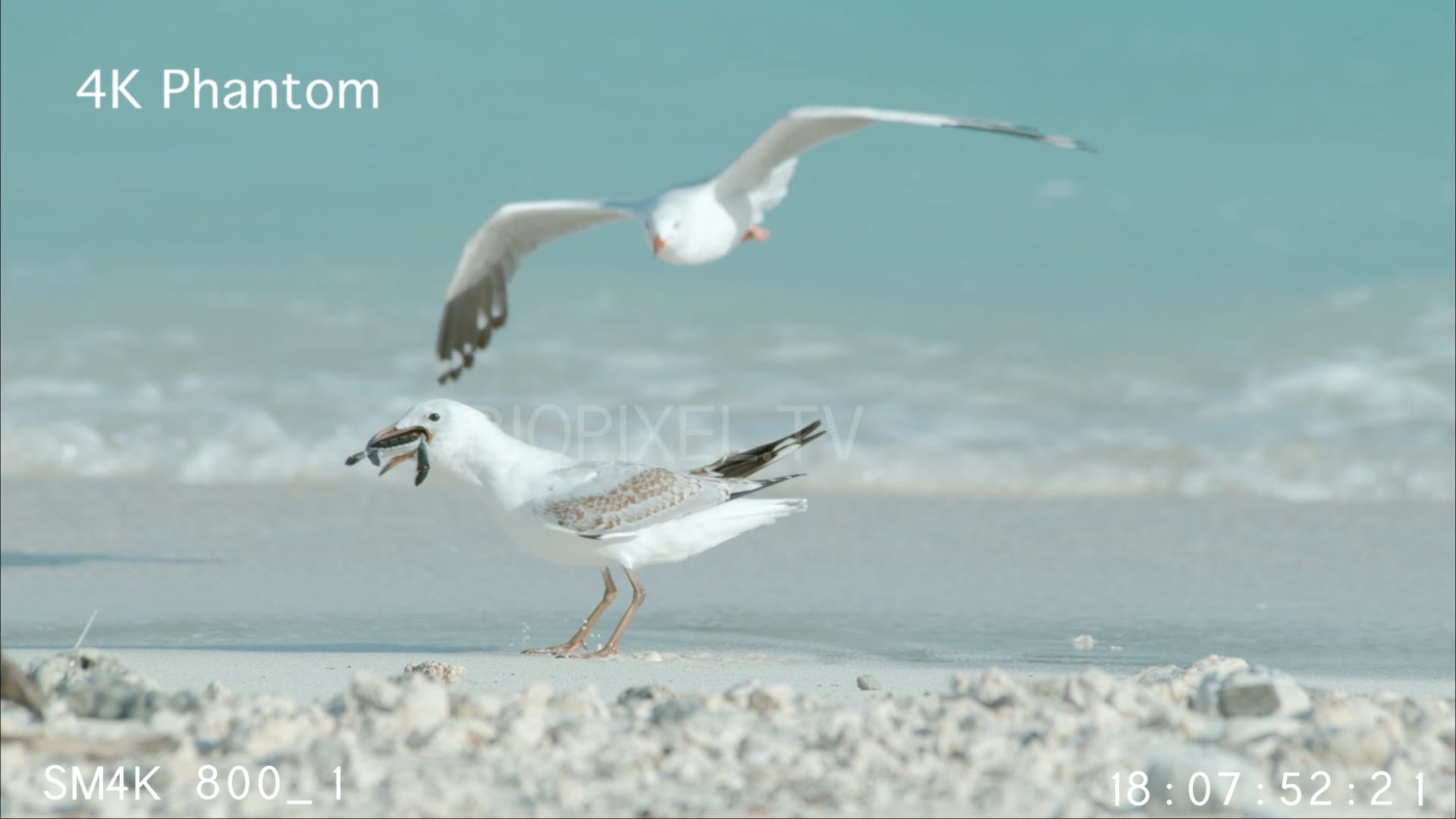 4K Bird Feeding - Juvenile seagull feeding on green sea turtle ...