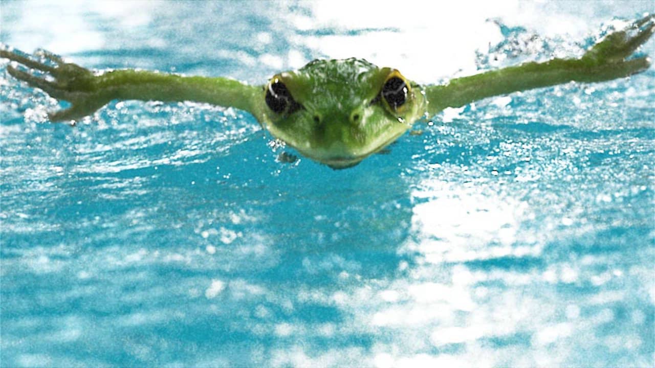 A frog Swimming Butterfly - Making of - on Vimeo