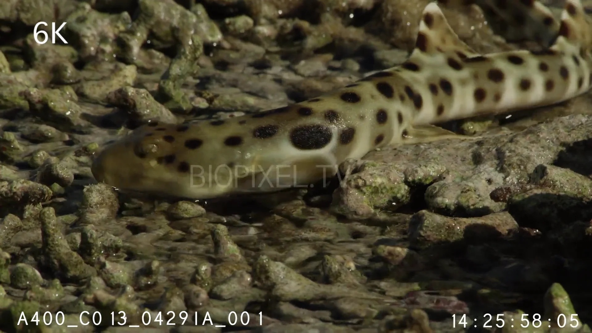 4K Shark Research - Epaulette shark walking across reef at low tide 1 ...
