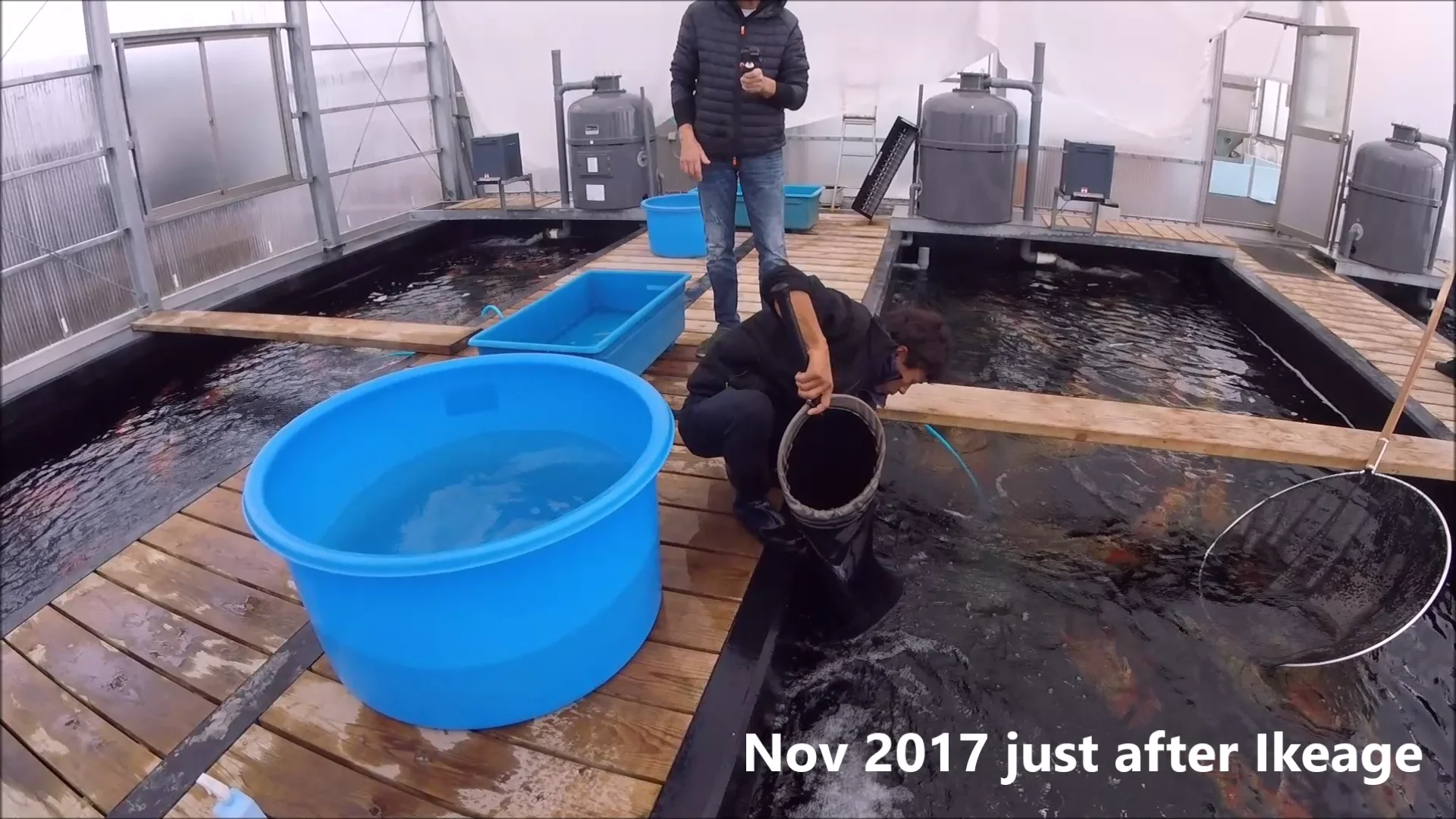 Sakai Fish Farm Kohaku (71 cm) - Deshima Koi Harmelen on Vimeo