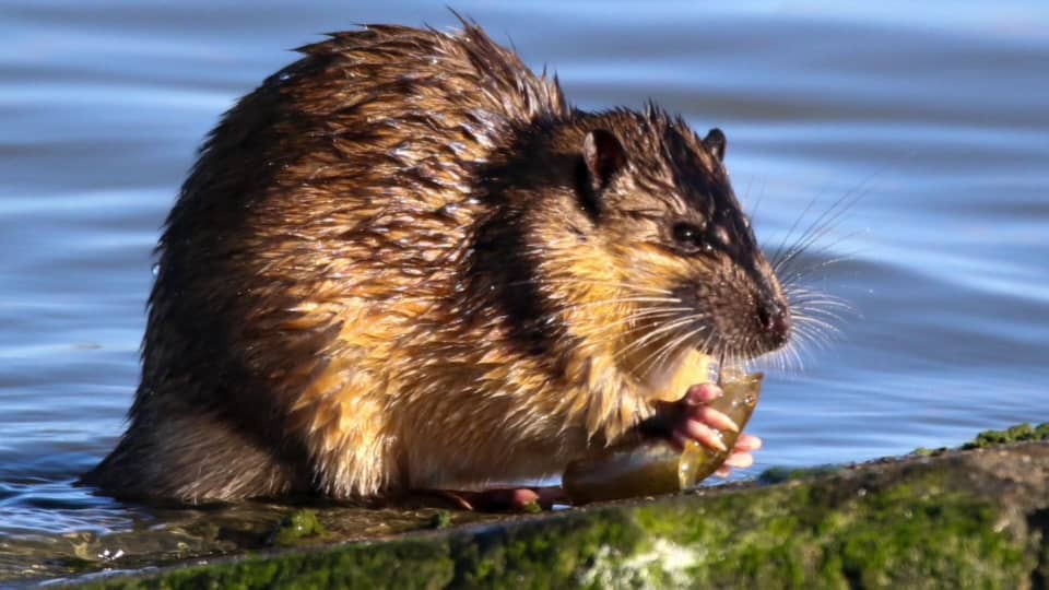 Rakali - Native Water Rat on Vimeo