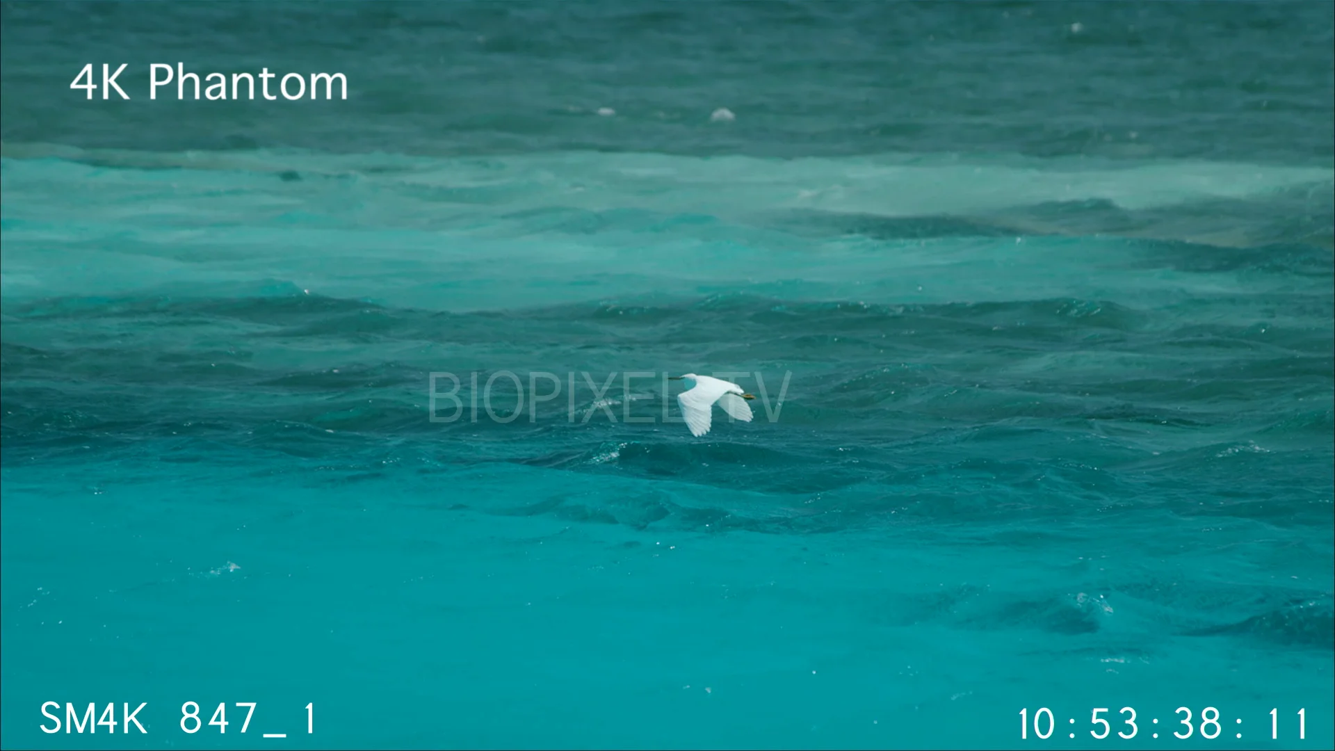 4K Bird Colony - Egret flying over water slow motion 500 frames per ...