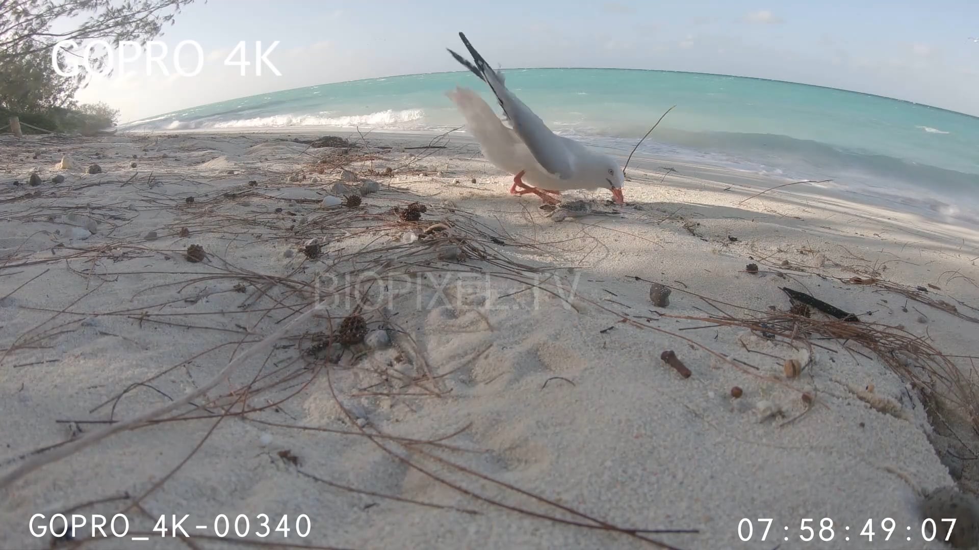 4K Bird Feeding - Seagulls feeding on baby Green Sea Turtle hatchlings ...
