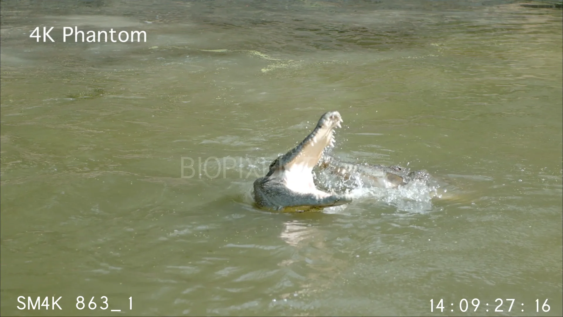 Crocodile - Two saltwater crocodiles fighting slow motion 500 frames ...