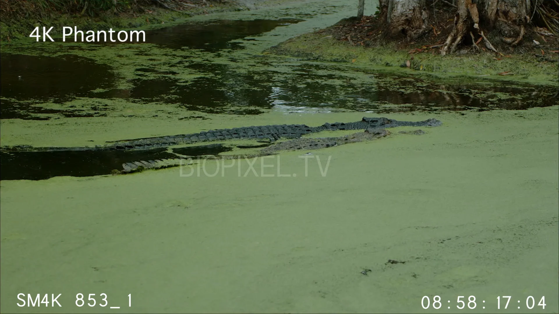 Mangroves - Two Saltwater crocodiles swimming slow motion 500 frames ...