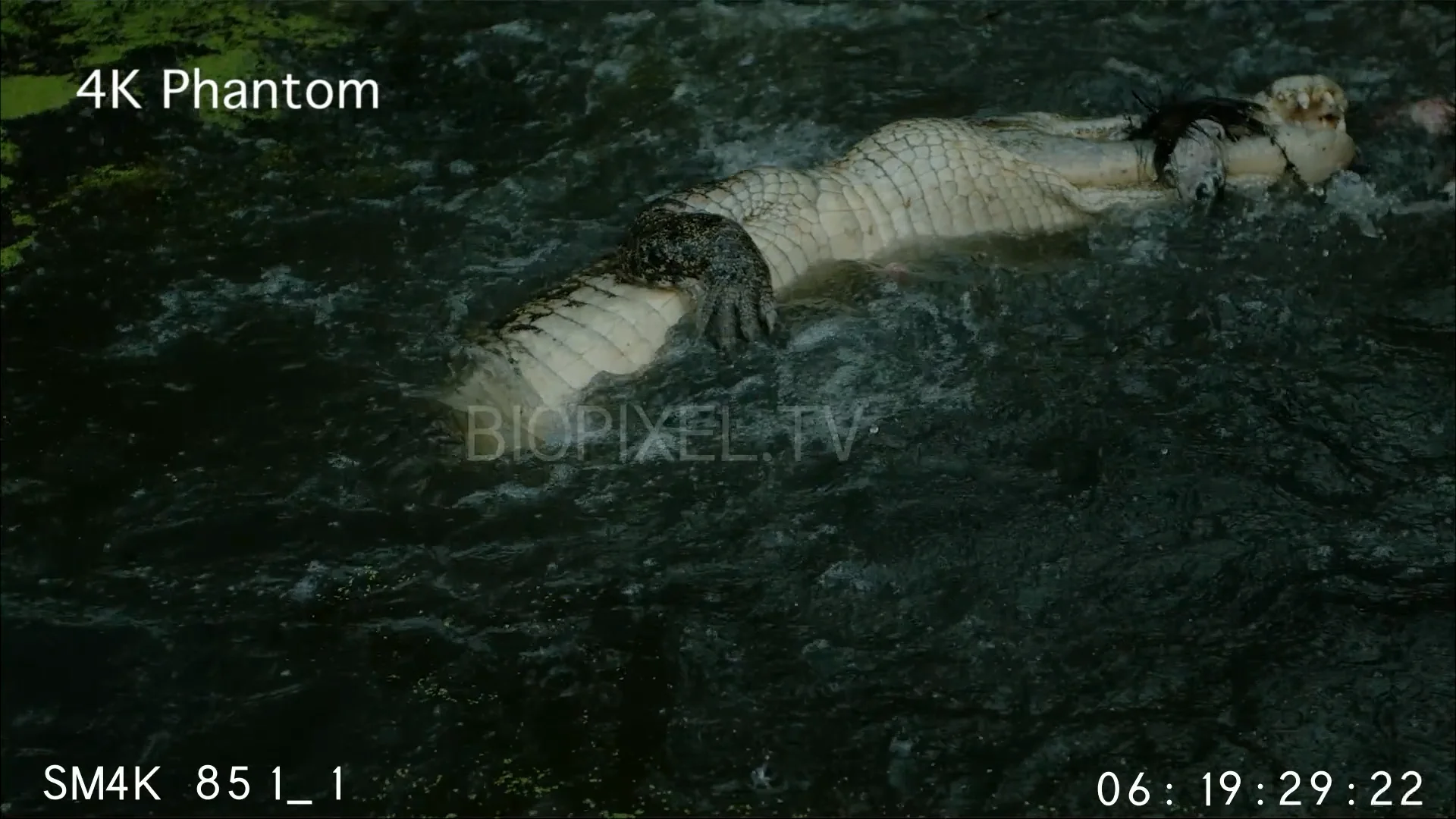 Invasive Species - Saltwater crocodile doing death roll with pig in ...