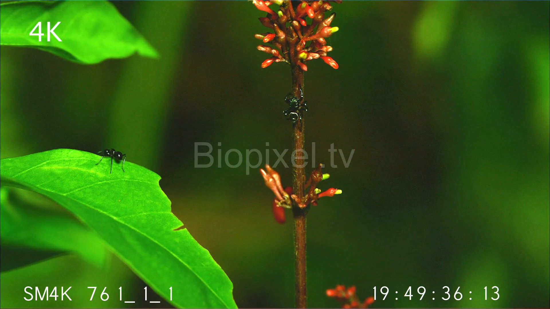4K Spiders - Jumping Spider jumping slow motion 1000 frames per second ...
