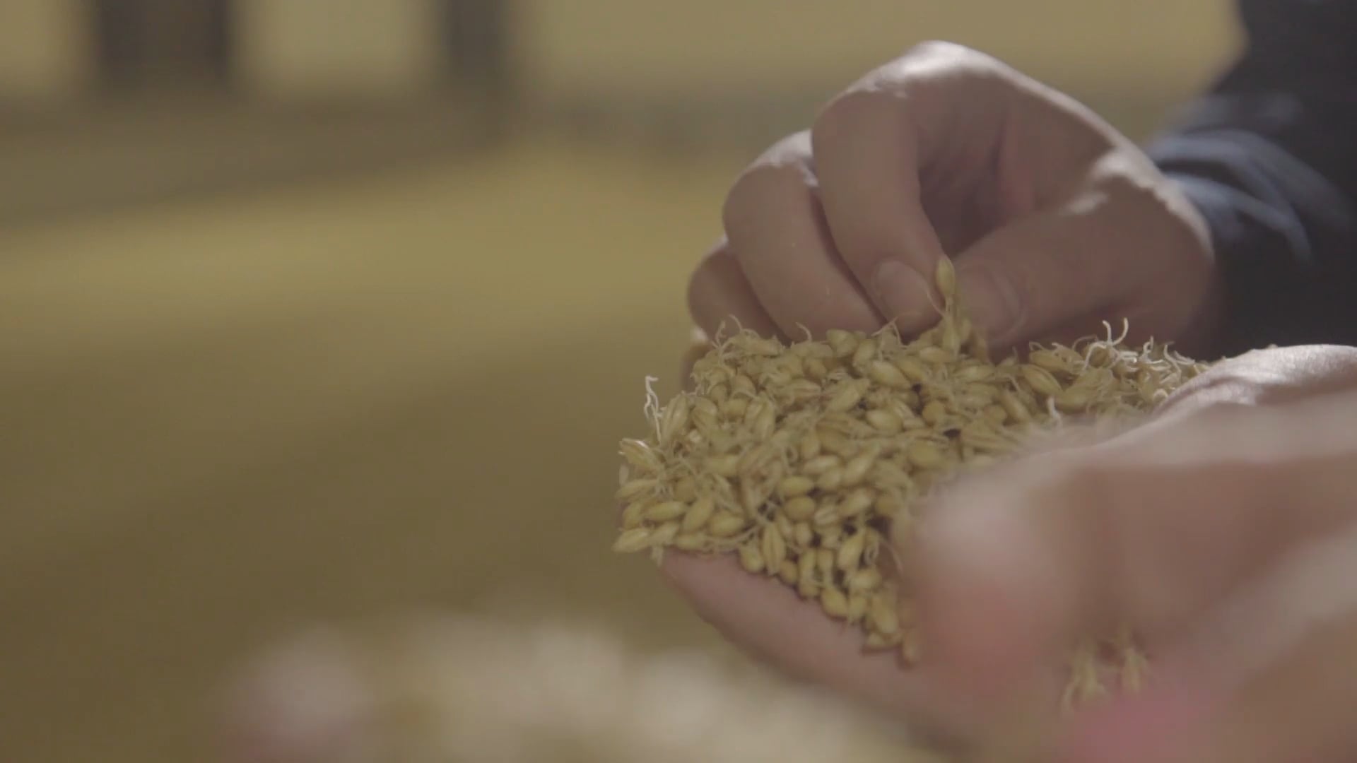 Coors / Golden videos - MCTV Golden Malting on Vimeo