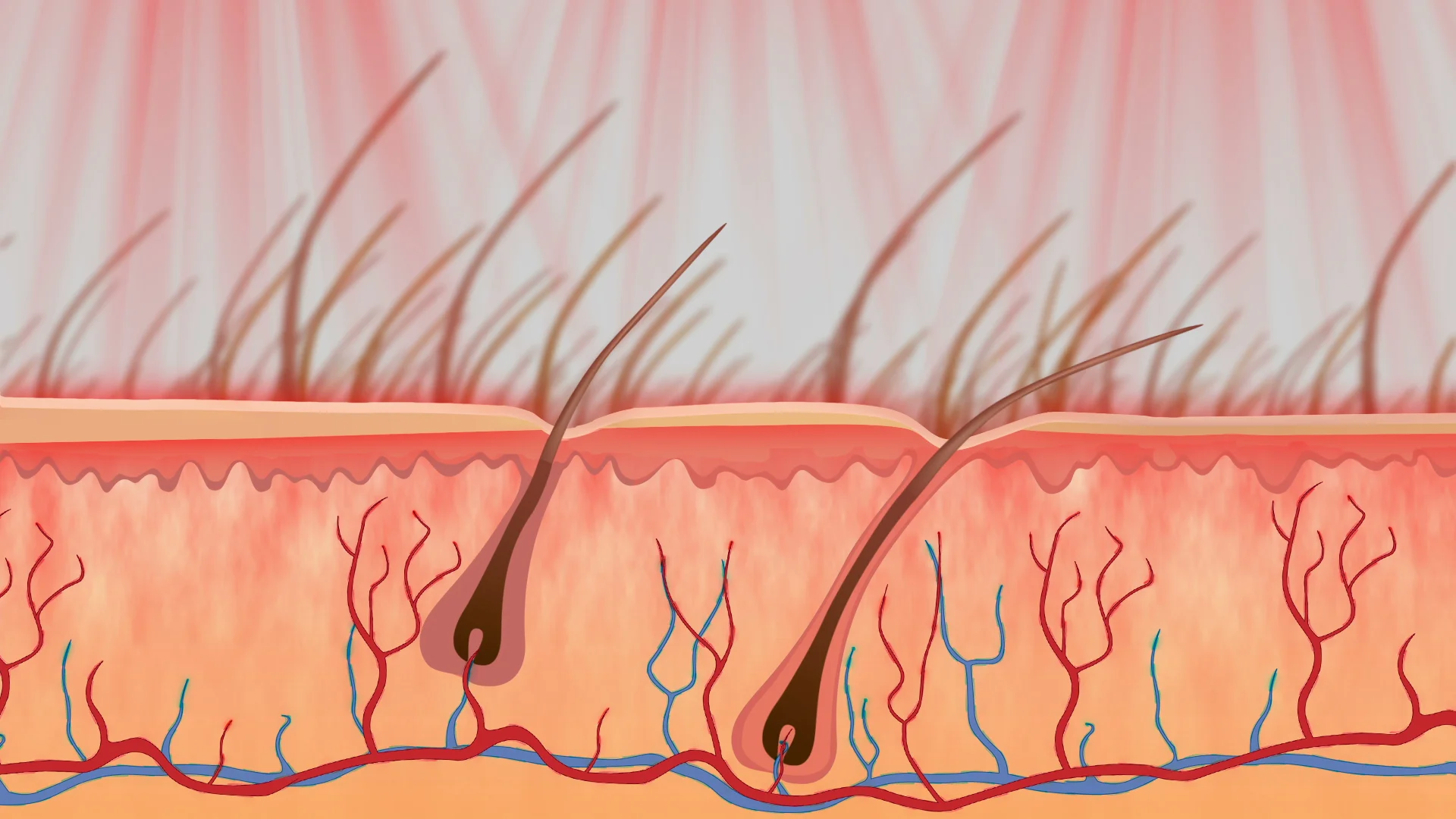 NUTRASTIM Hair Follicle Animation on Vimeo