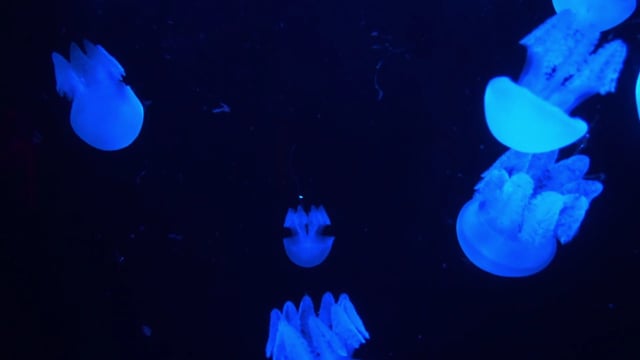 Jellyfish Root Mouth - Free video on Pixabay