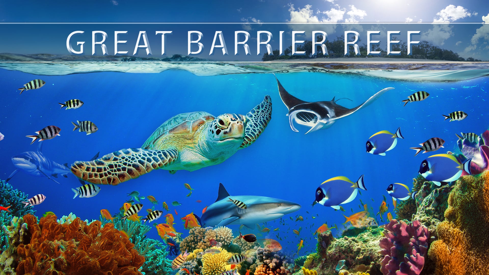 Watch Great Barrier Reef Online | Vimeo On Demand on Vimeo