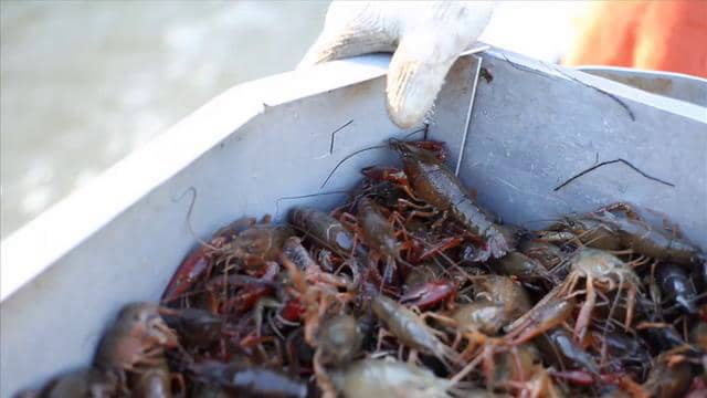 King Crawfish - Official Trailer on Vimeo