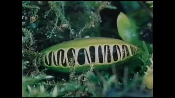 The Venus flytrap from Tender trap 1974 on Vimeo
