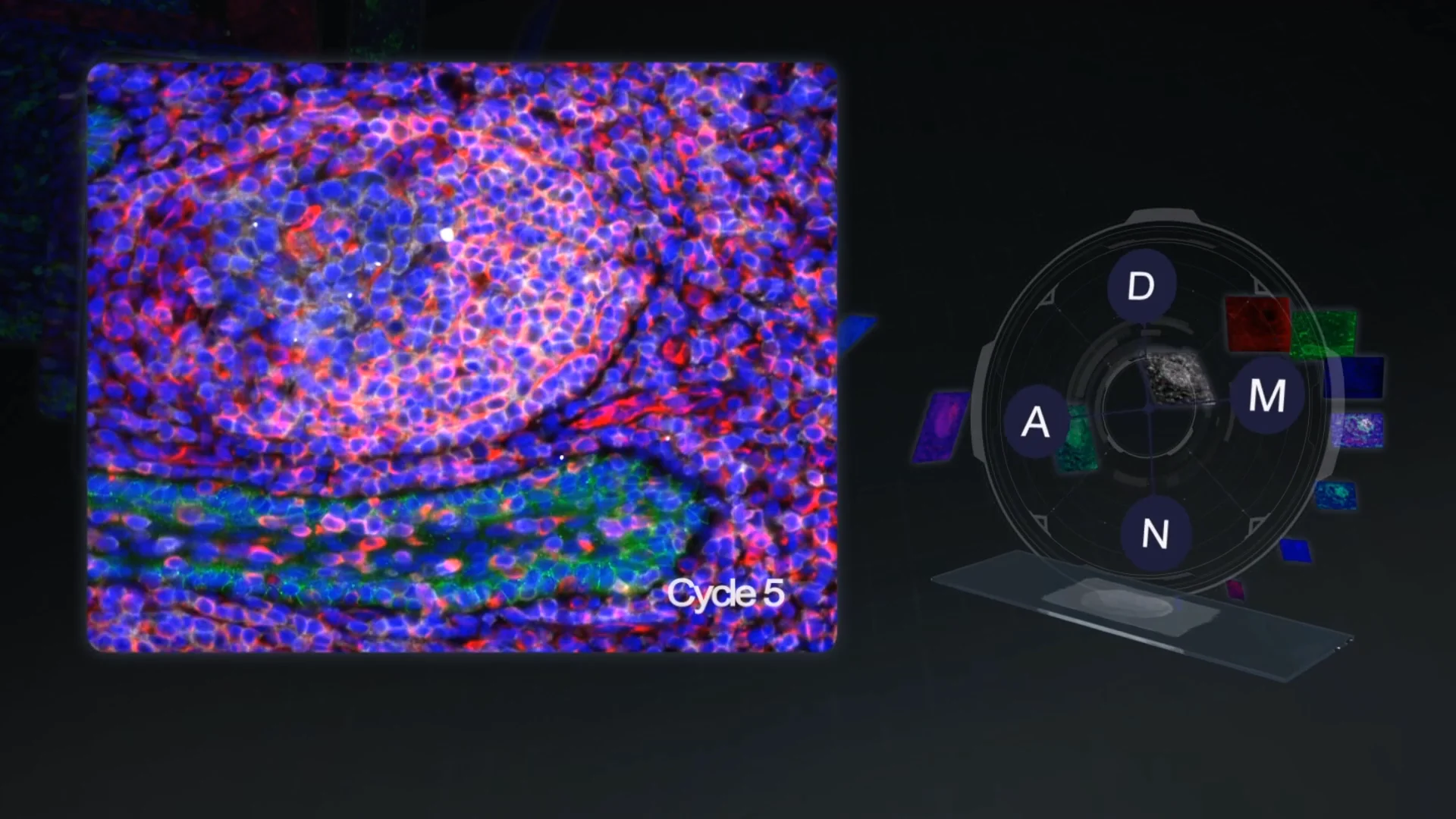 Highly Multiplexed Immunofluorescence Imaging of Human Tissues and ...