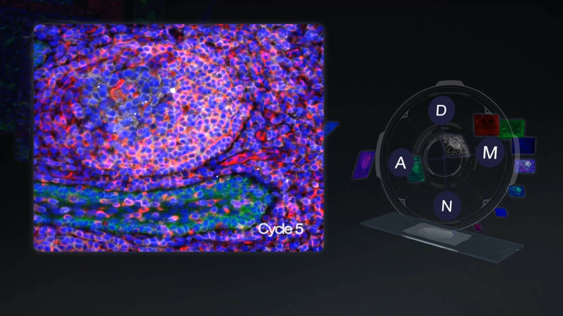 Highly Multiplexed Immunofluorescence Imaging of Human Tissues and Tumors Using t-CyCIF and ...