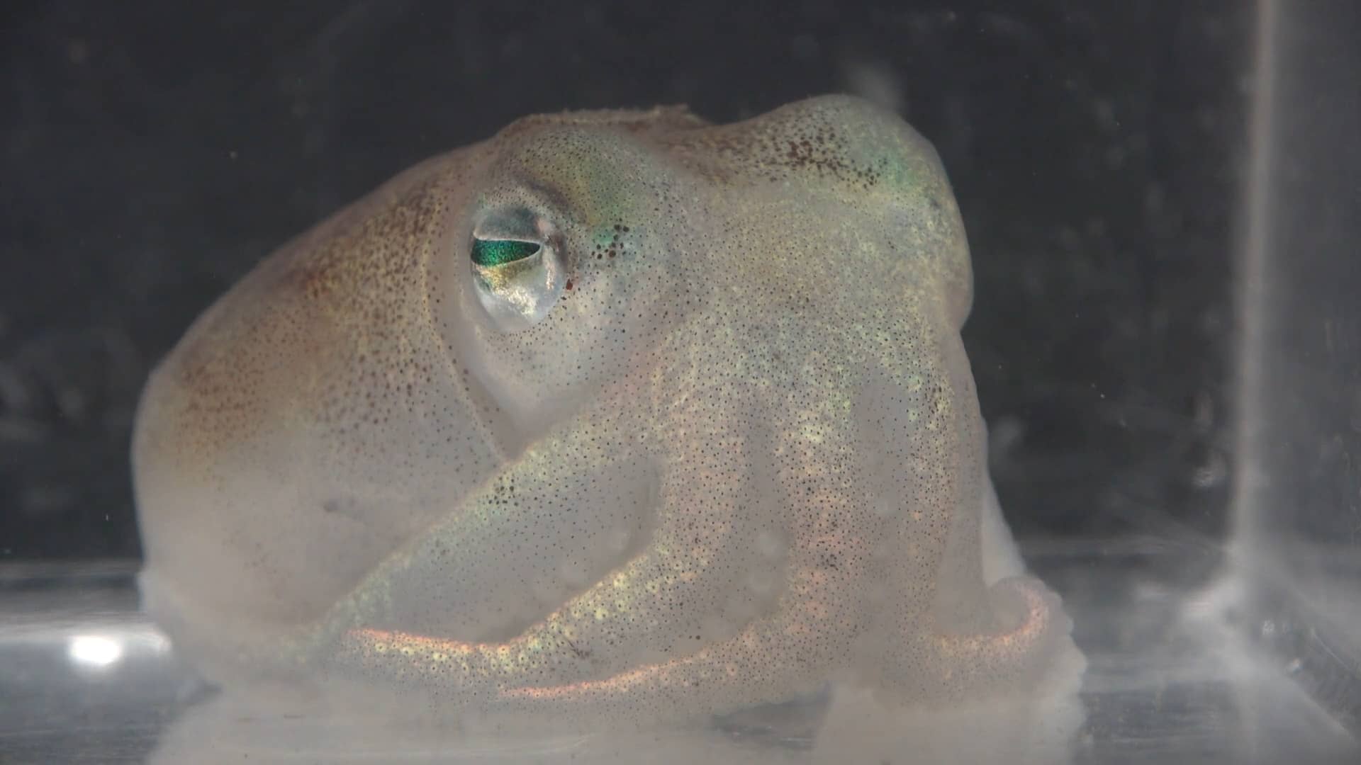Stubby Squid on Vimeo