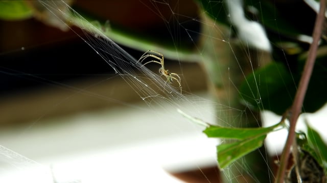Insect, Spider, Web. Free Stock Video - Pixabay