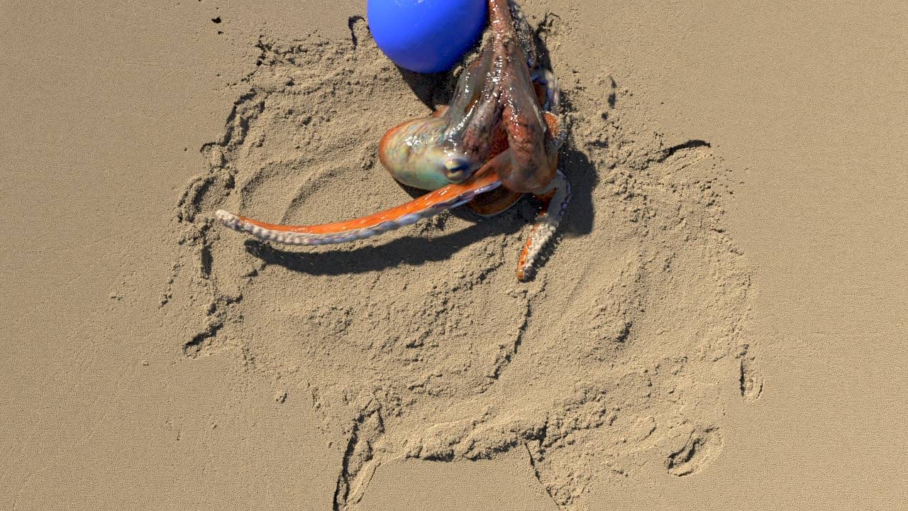 octopus FEM .Ball exercise on Vimeo