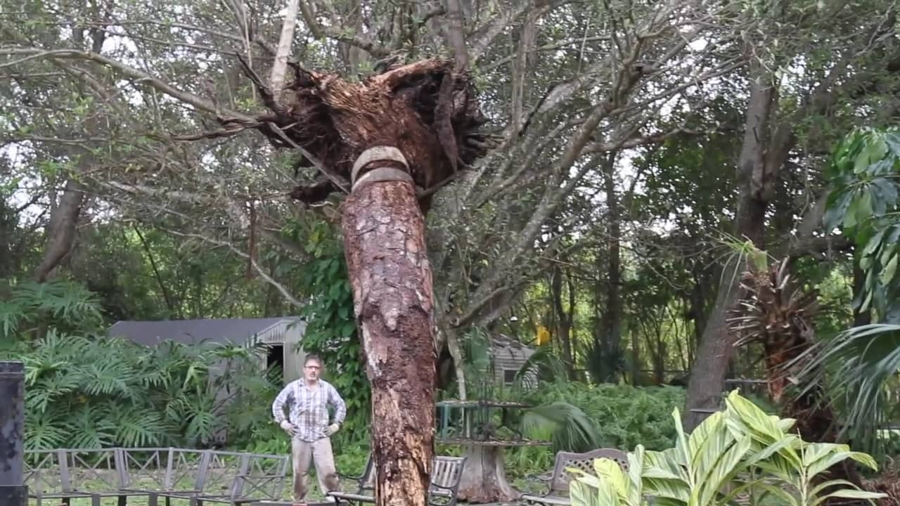 Inversion of Dade County pine tree on Vimeo