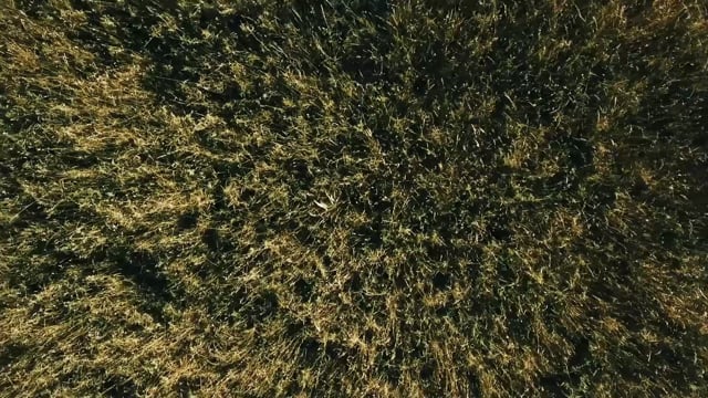 Grass, Field, Flight. Free Stock Video - Pixabay