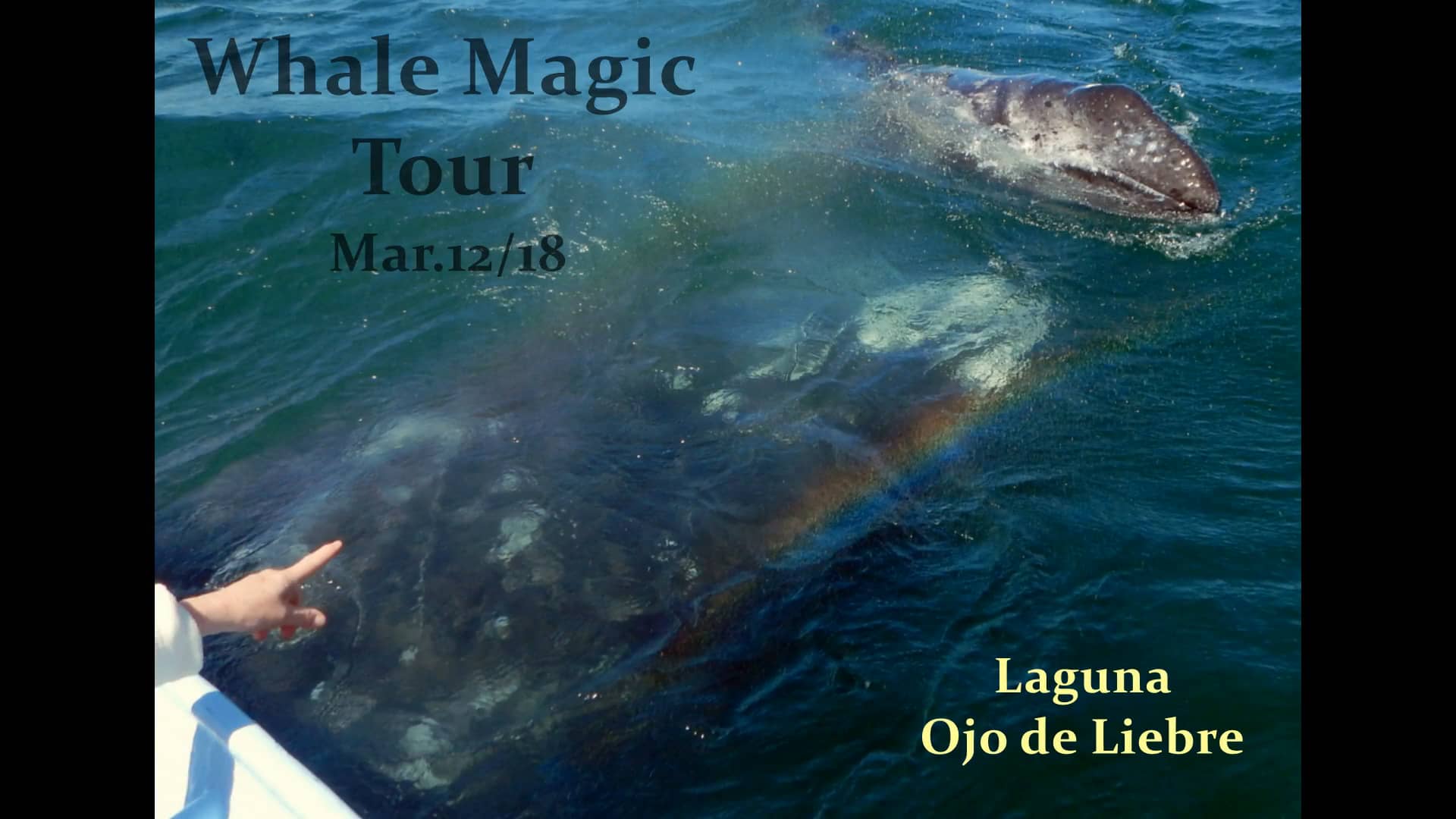 Mar 12 2018 Whale Magic Tour on Vimeo