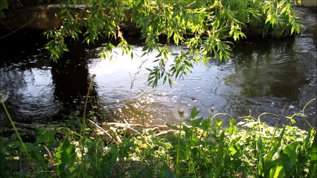 Riacho Agua Natureza - Free video on Pixabay - Pixabay