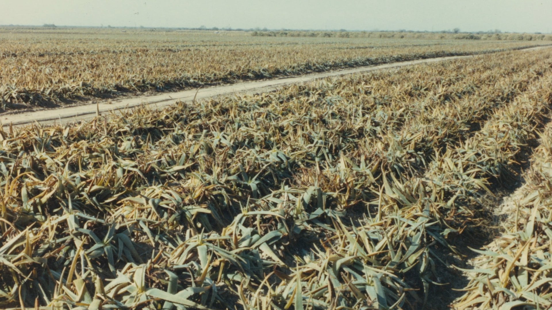 Rex and Gregg Maughan - 40th Anniversary Interview on Vimeo