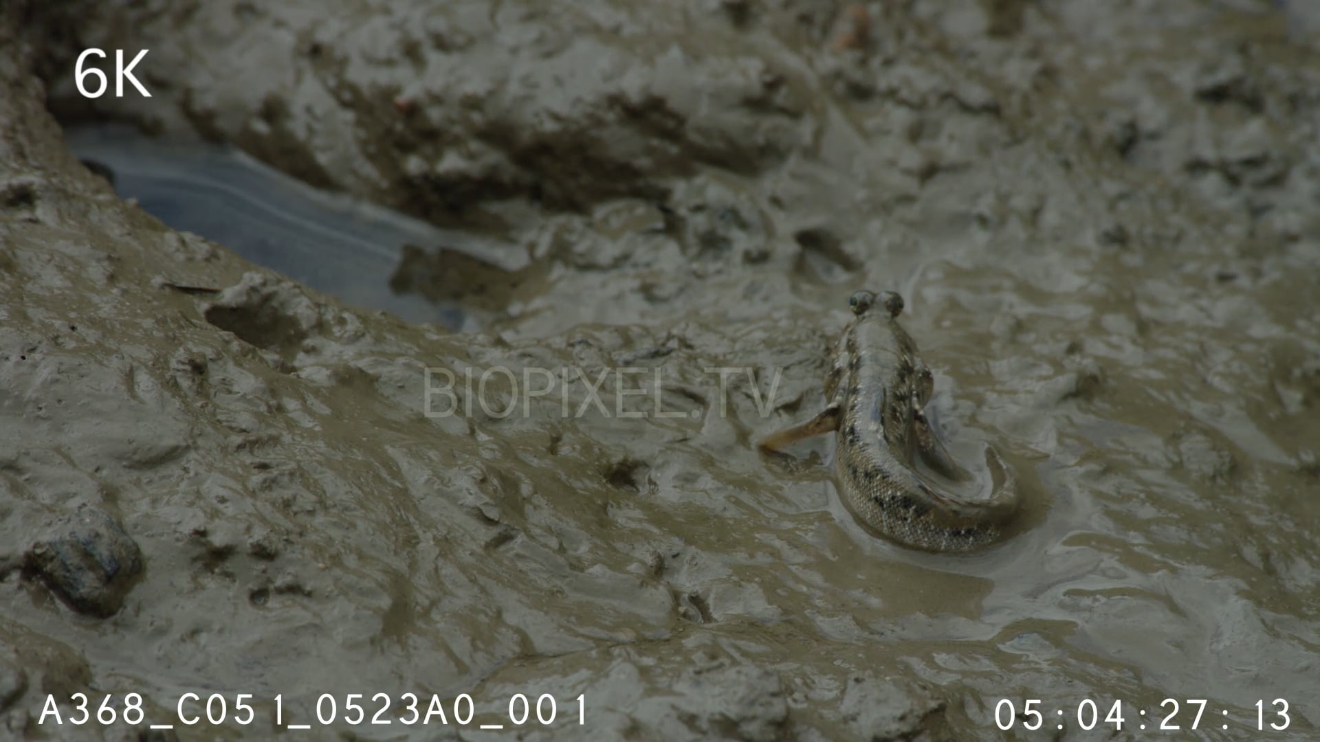 4K Fish Weird - Barred Mudskipper 6K on Vimeo