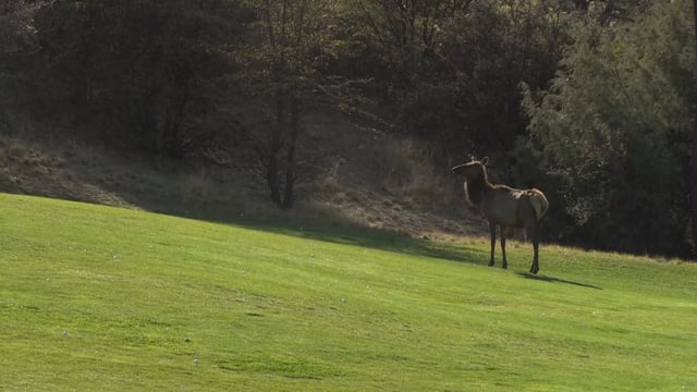 Wildlife at The Rim Golf Club in Payson, AZ. - GCSAA TV