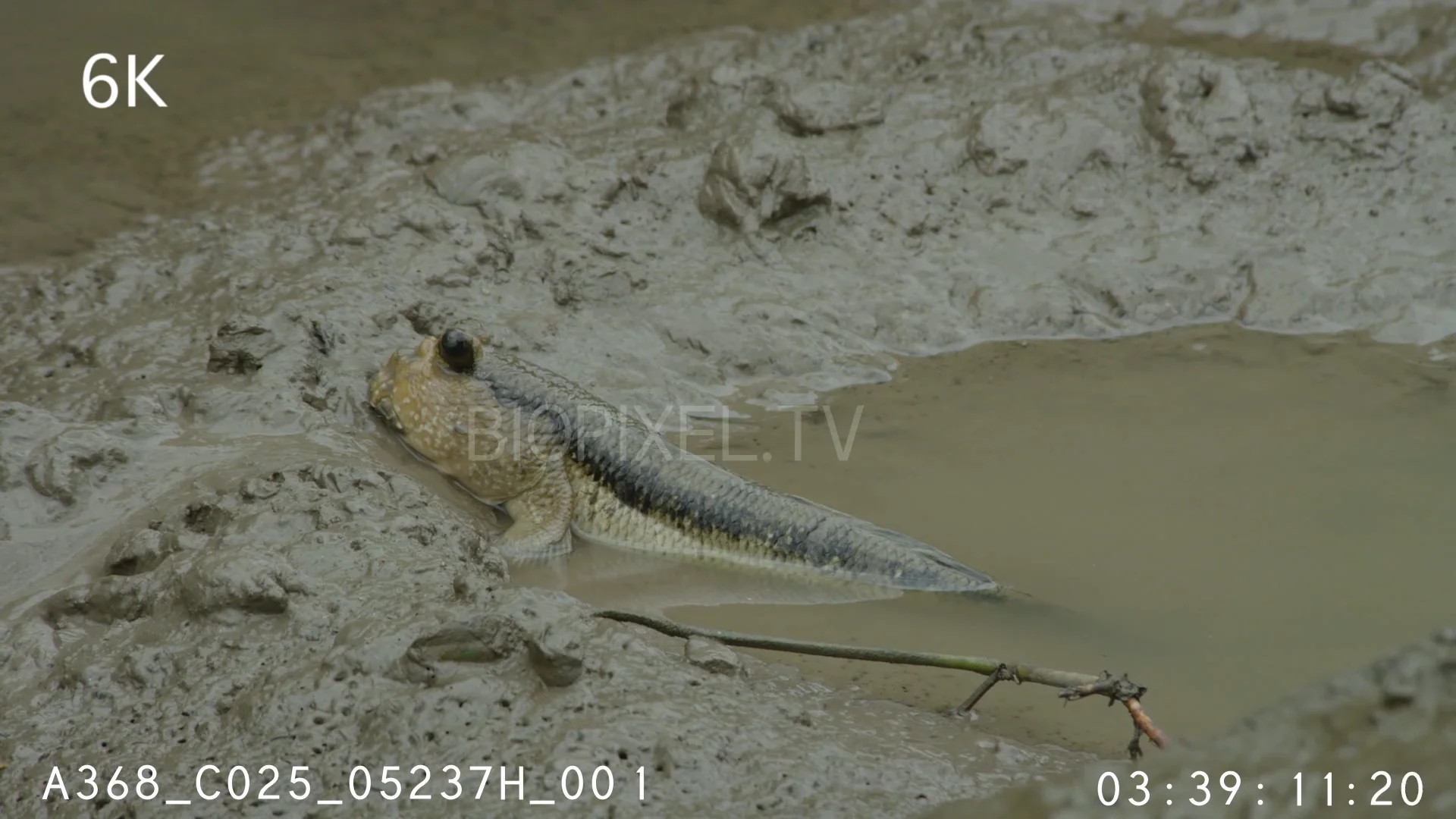 4K Fish Mudskipper - Giant mudskippers in burrow 6K on Vimeo