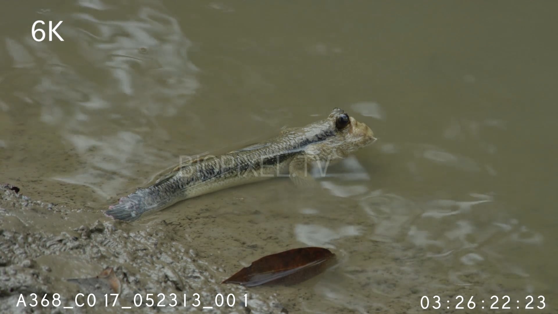 4K Fish Weird - Giant mudskippers walking and swimming 6K on Vimeo