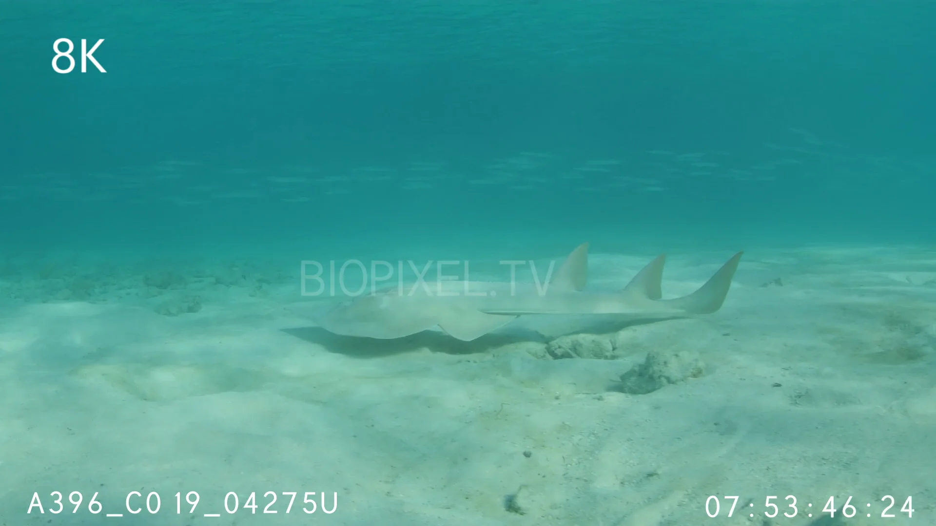 Sharks and rays - Shovelnose ray in shallows 8K on Vimeo