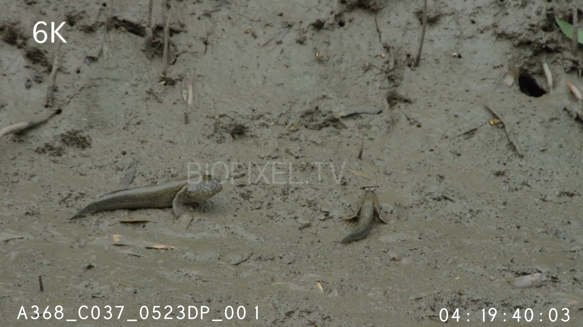 4K Fish Mudskipper - Giant mudskippers fighting 6K on Vimeo