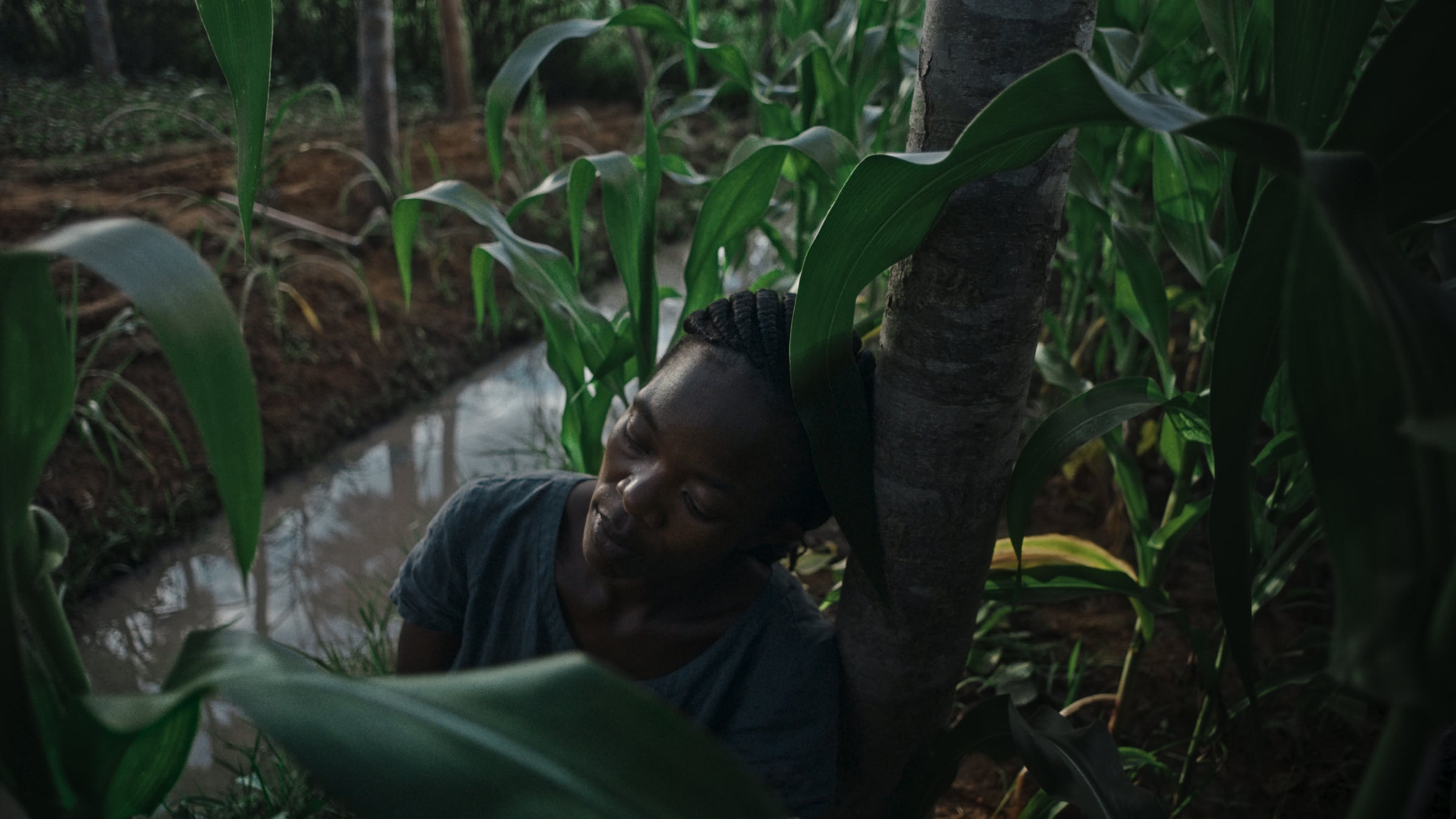 VI AGROFORESTRY