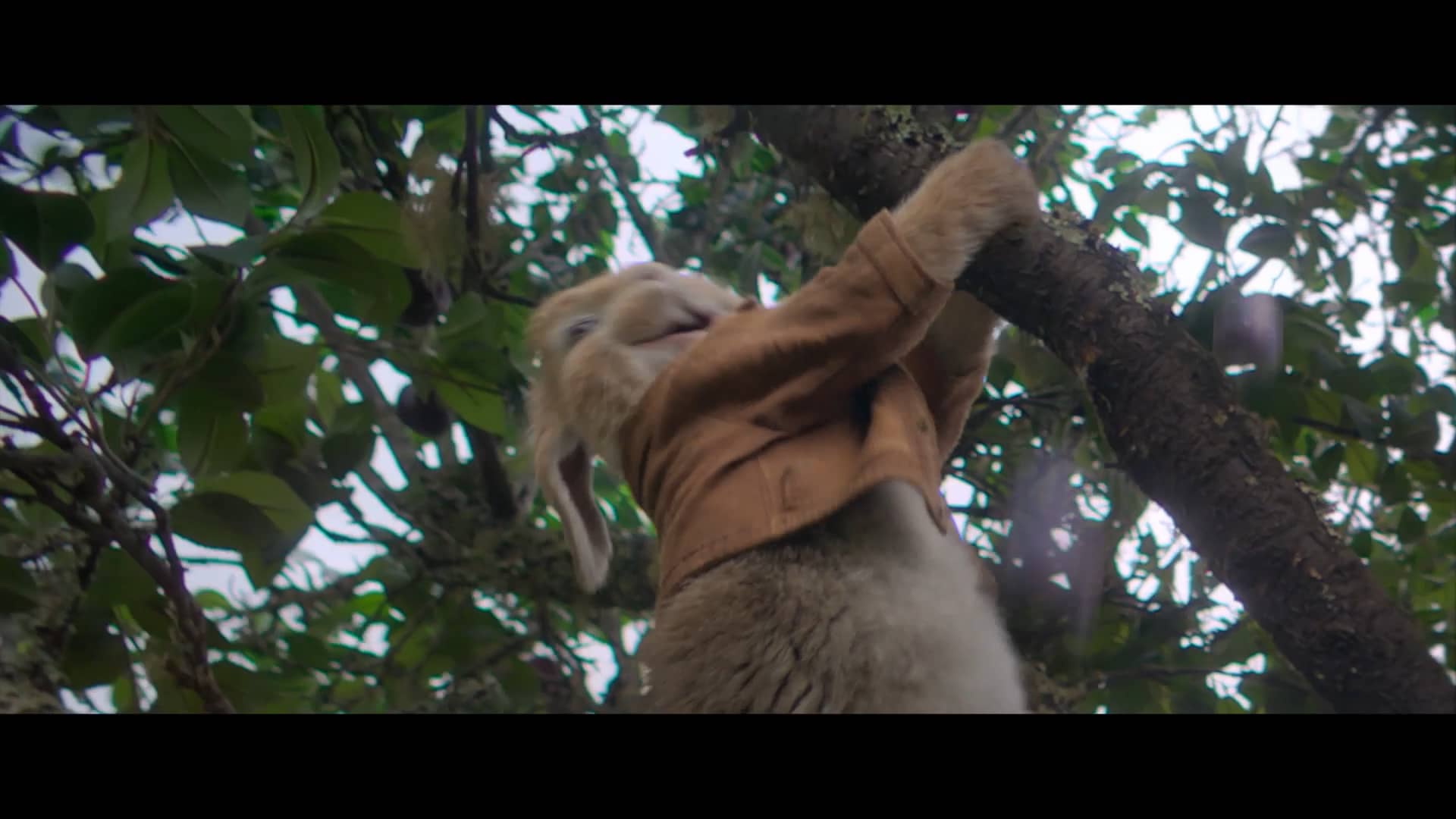 Foxtel Store - Peter Rabbit Promo on Vimeo