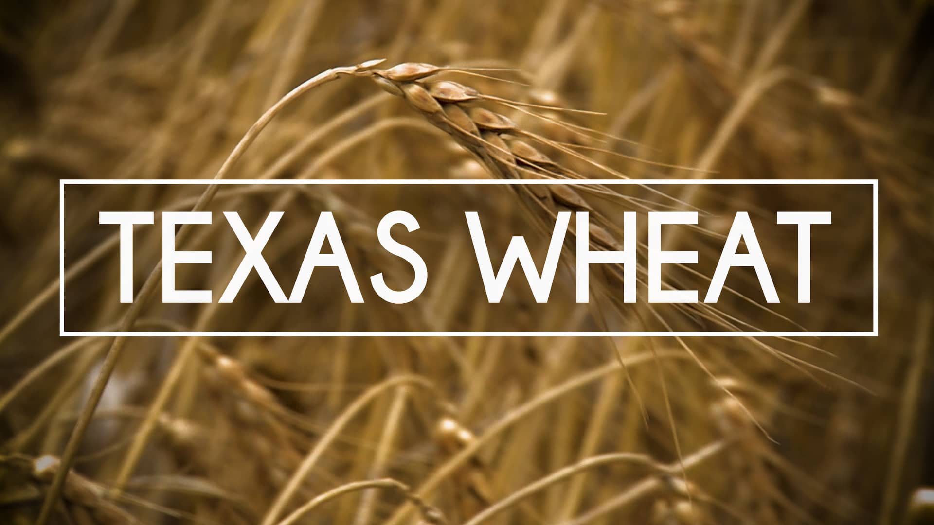 Texas Wheat on Vimeo