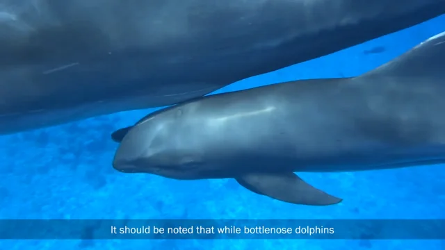 Melon Headed Dolphin