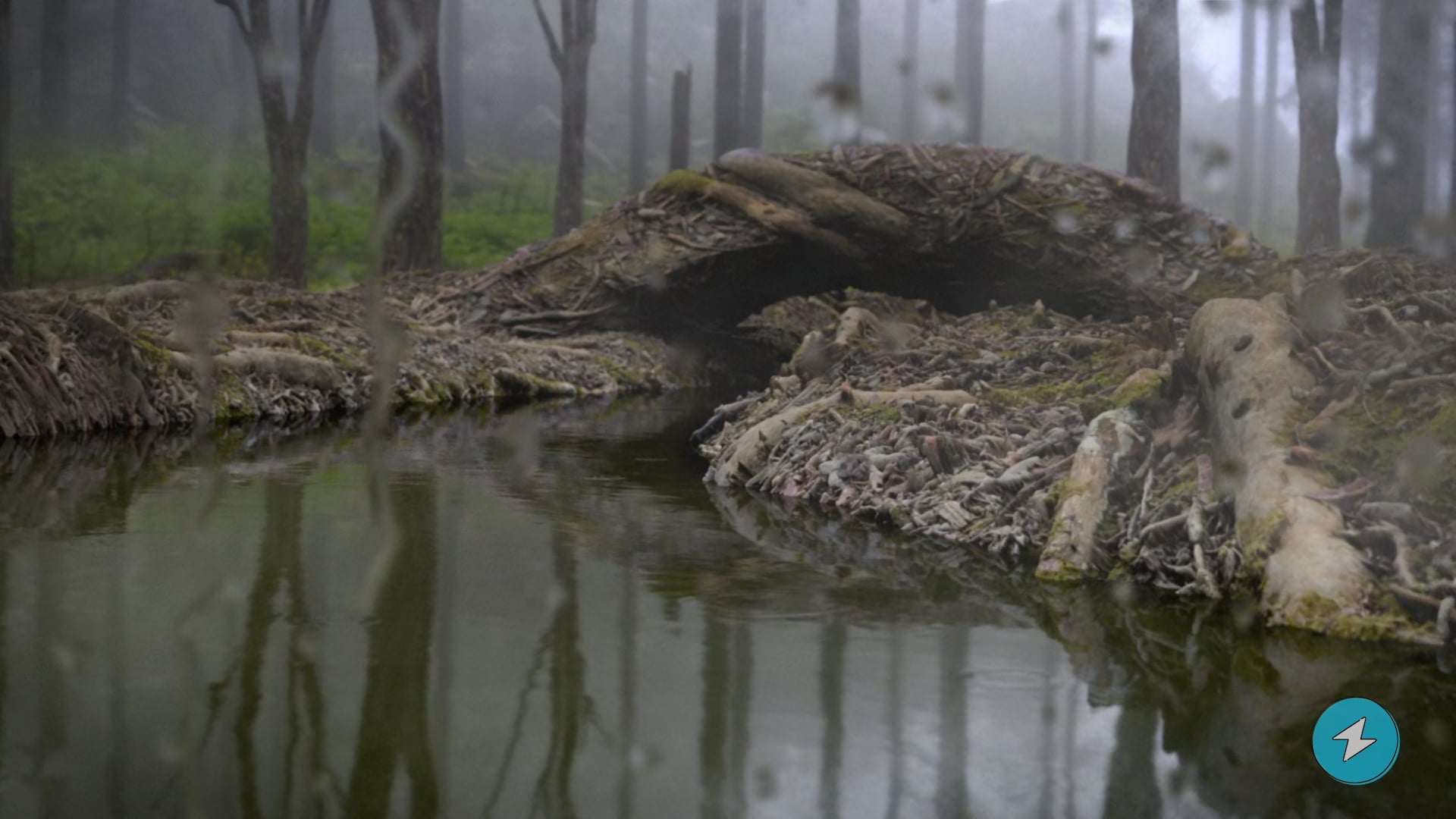 FOREST on Vimeo