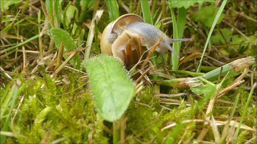 L'orifice respiratoire de l'escargot on Vimeo