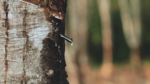 Rubber Field Green - Free video on Pixabay