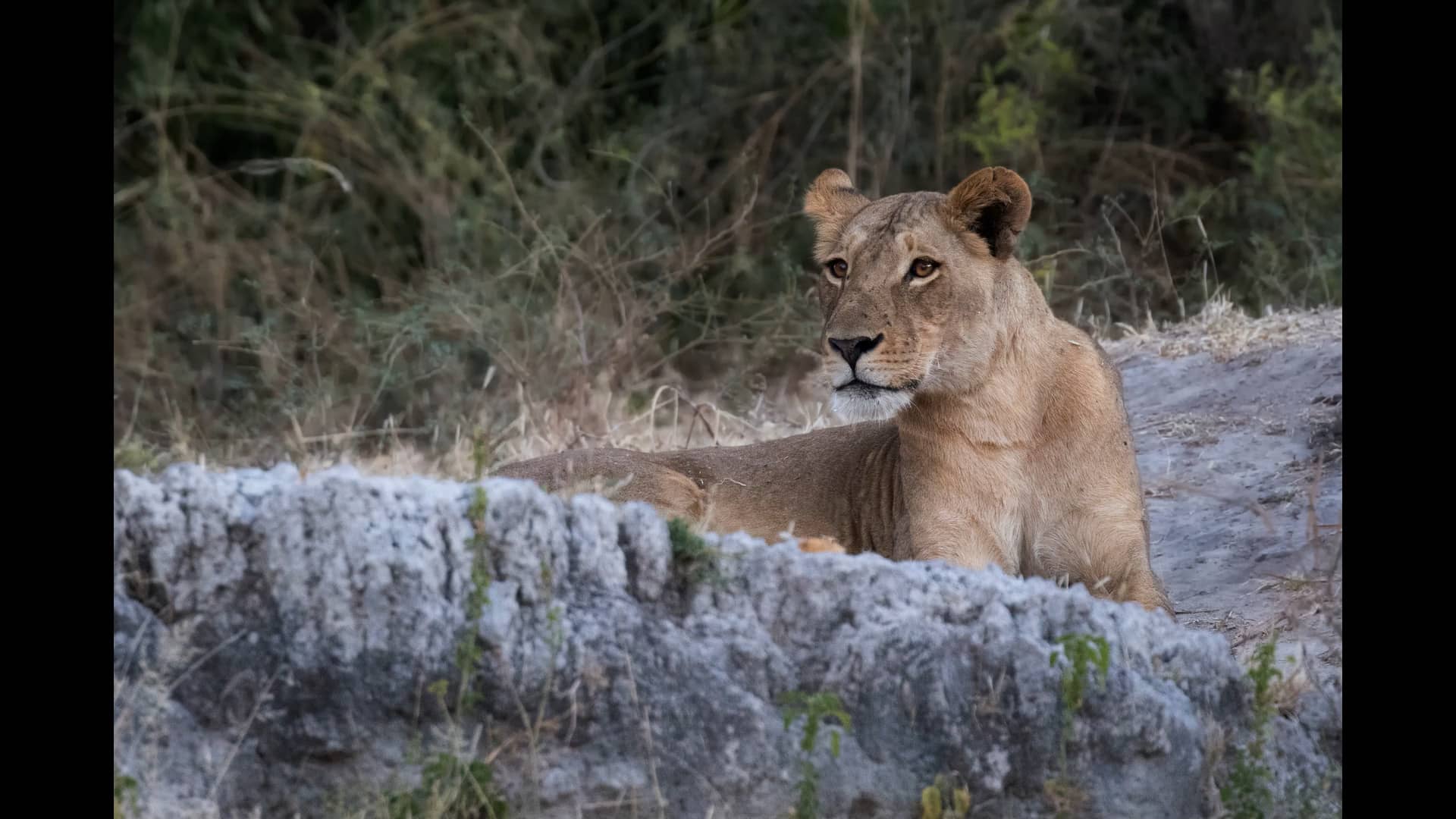 What To Expect: Chobe River Waterfront on Vimeo