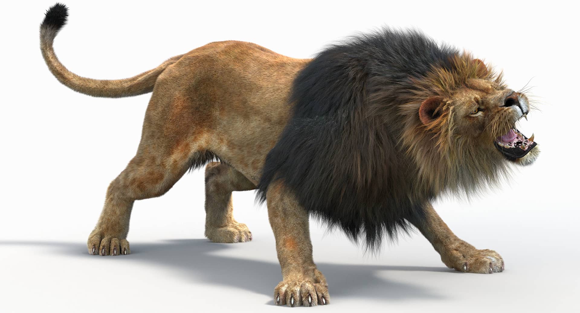 Animated Lion 3d Model With Fur on Vimeo
