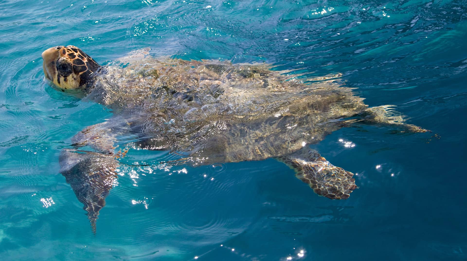 Eco friendly turtle spotting on Vimeo